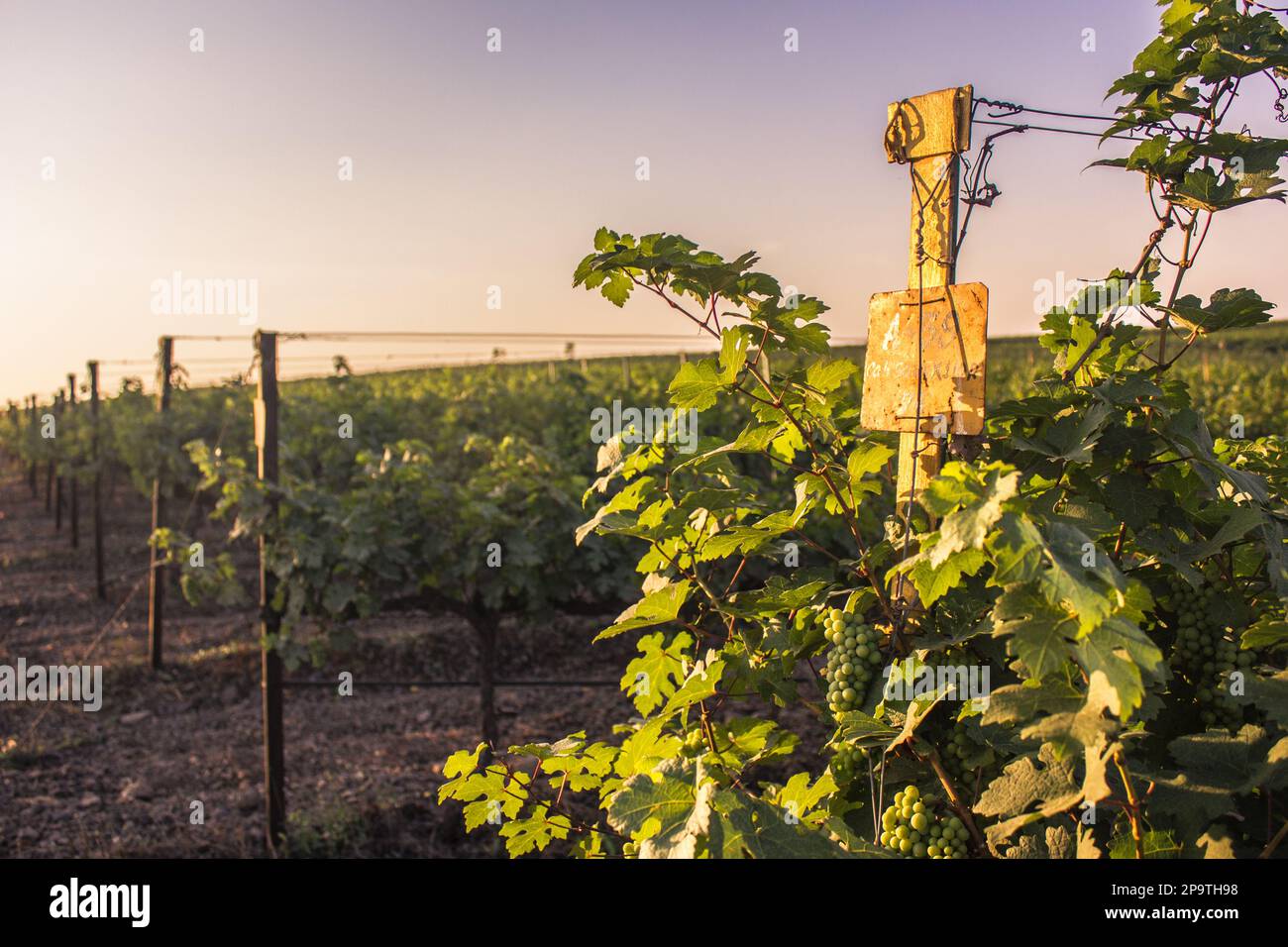 Bunch of green & black Grapes & grape vine in Vineyard with Sunset ...