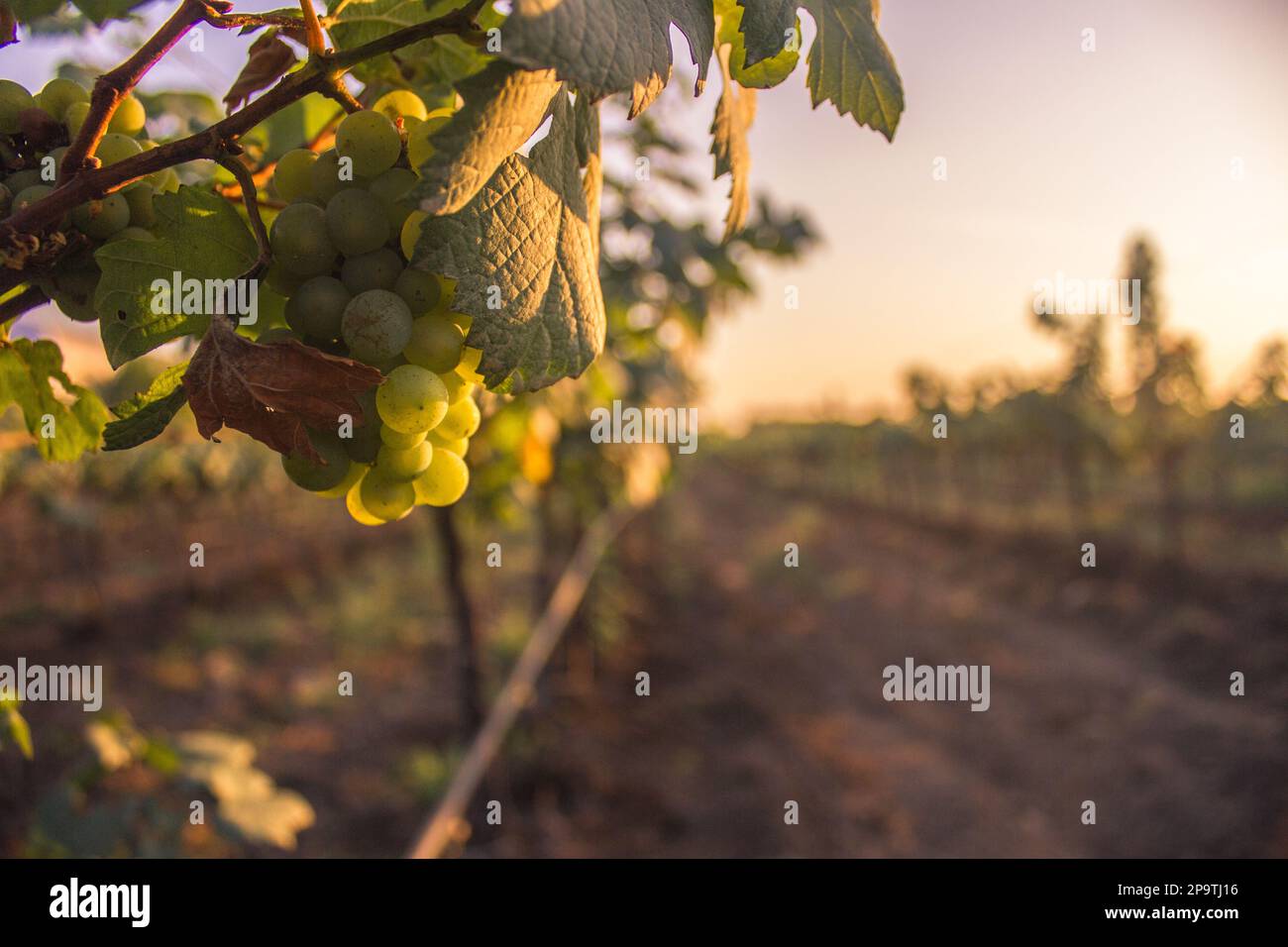 Bunch of green & black Grapes & grape vine in Vineyard with Sunset ...