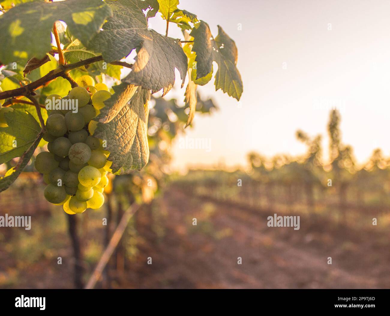 Bunch of green & black Grapes & grape vine in Vineyard with Sunset ...