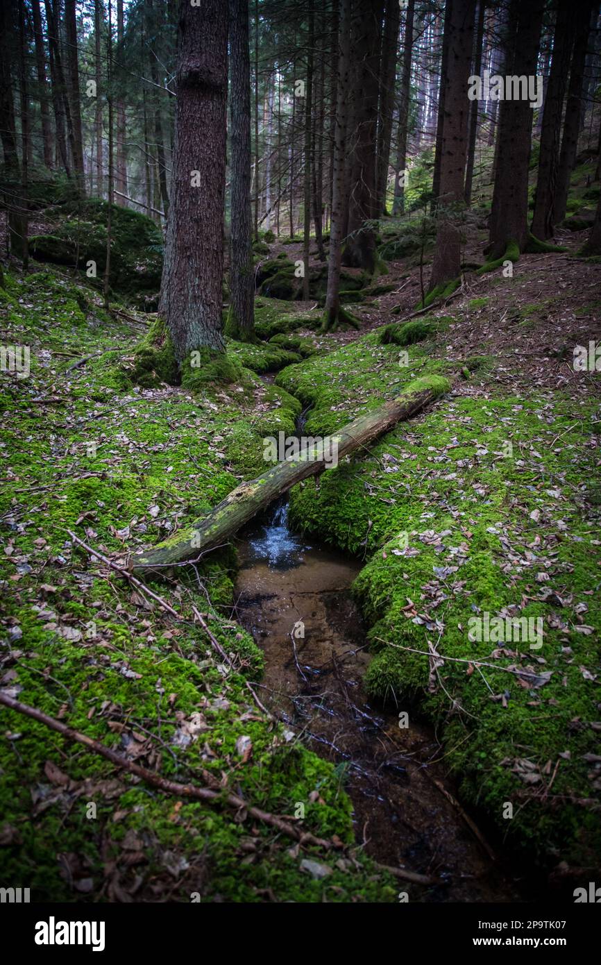Small creek in the forest, Waldviertel, Austria Stock Photo - Alamy
