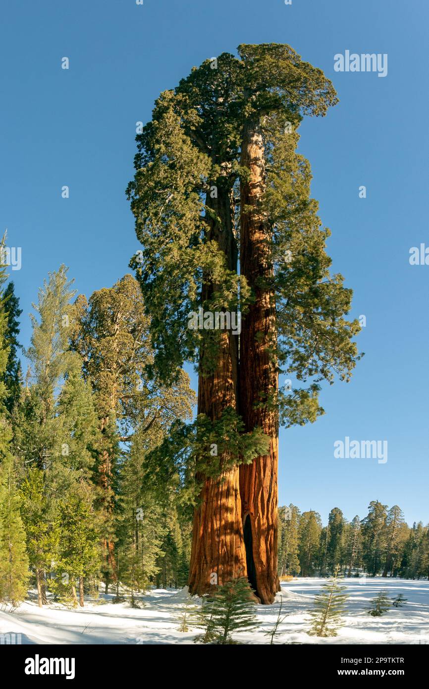beautiful old sequoia trees under blue sky Stock Photo - Alamy