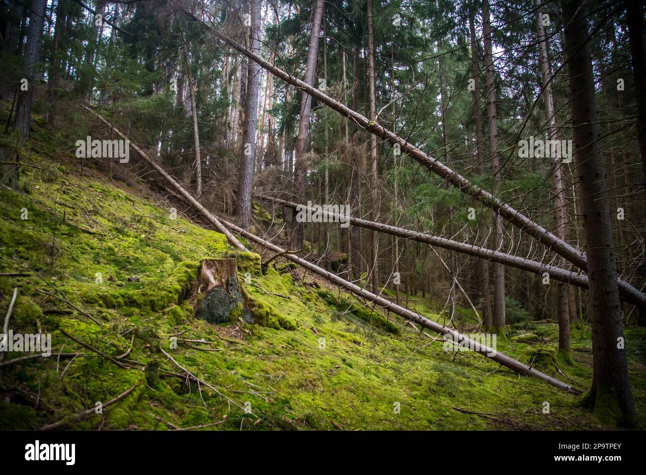 Tree stub in the forest, Waldviertel, Austria Stock Photo - Alamy
