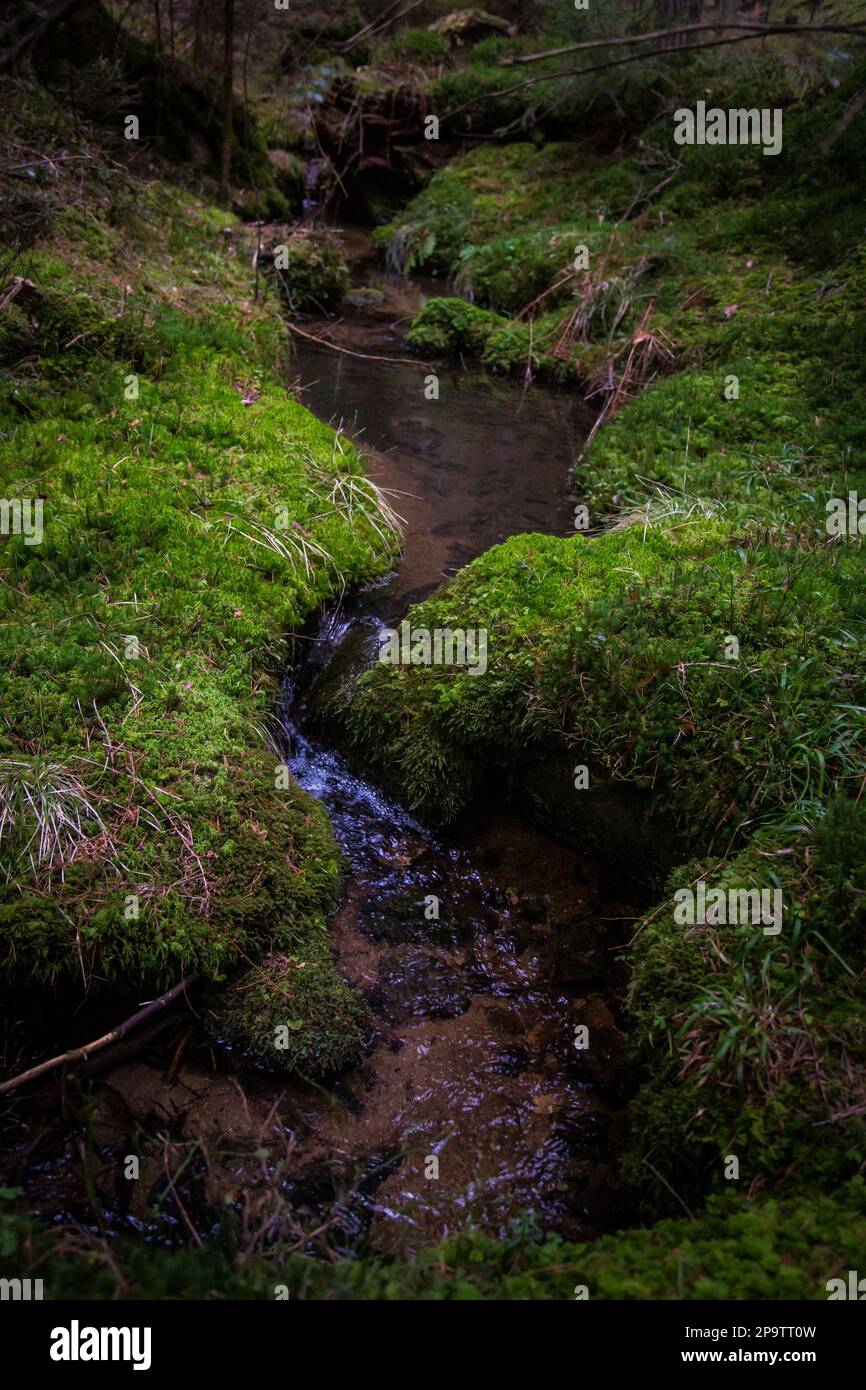 Small creek in the forest, Waldviertel, Austria Stock Photo - Alamy