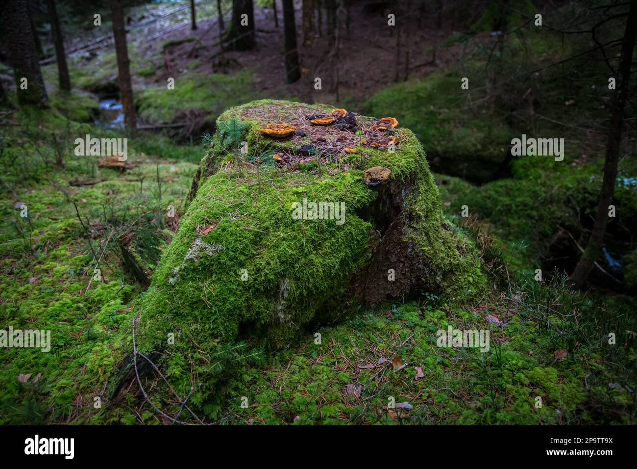 Tree stub in the forest, covered with moss and mushrooms, Waldviertel ...