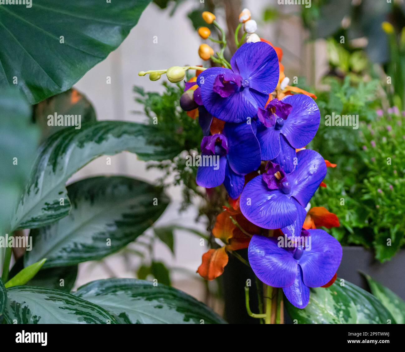 Phalaenopsis blue and purple flowers blooming in the conservatory Stock ...