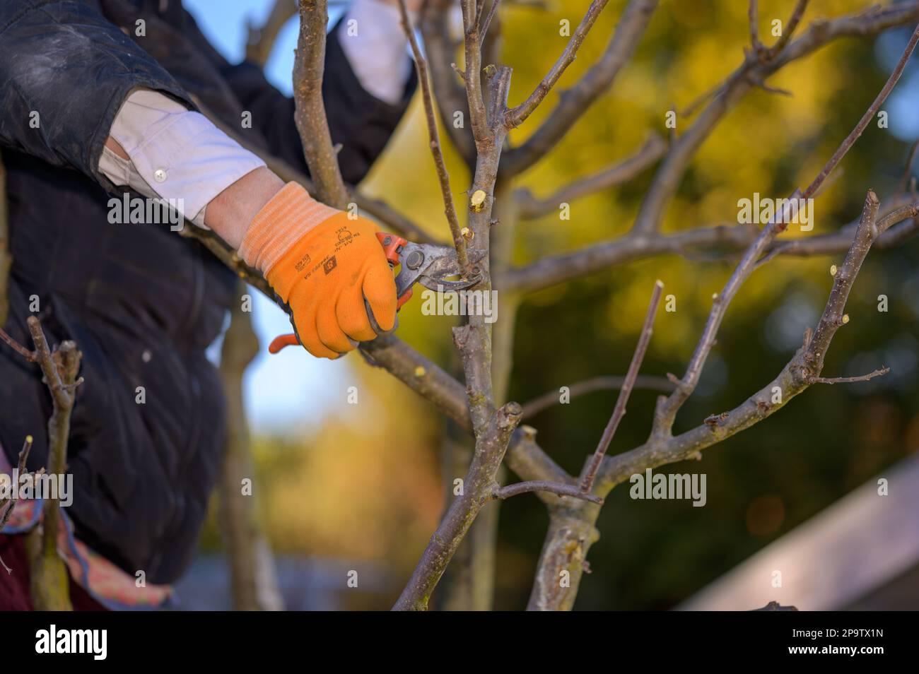 Close up of a womans gloved hand pruning branches of a fruit tree Stock ...
