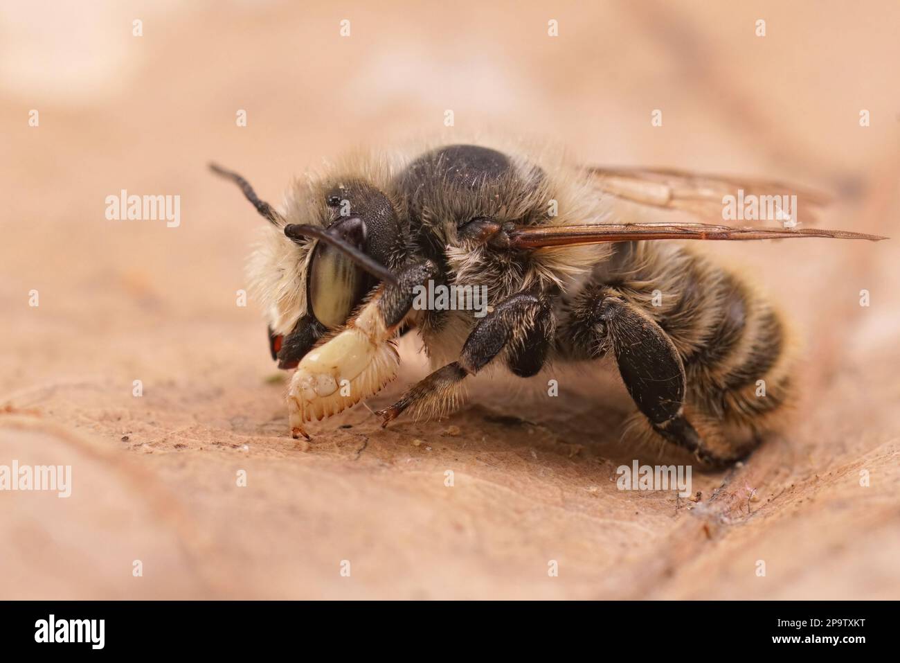 Detailed closeup on a male Coast leafcutter solitary mason bee ...