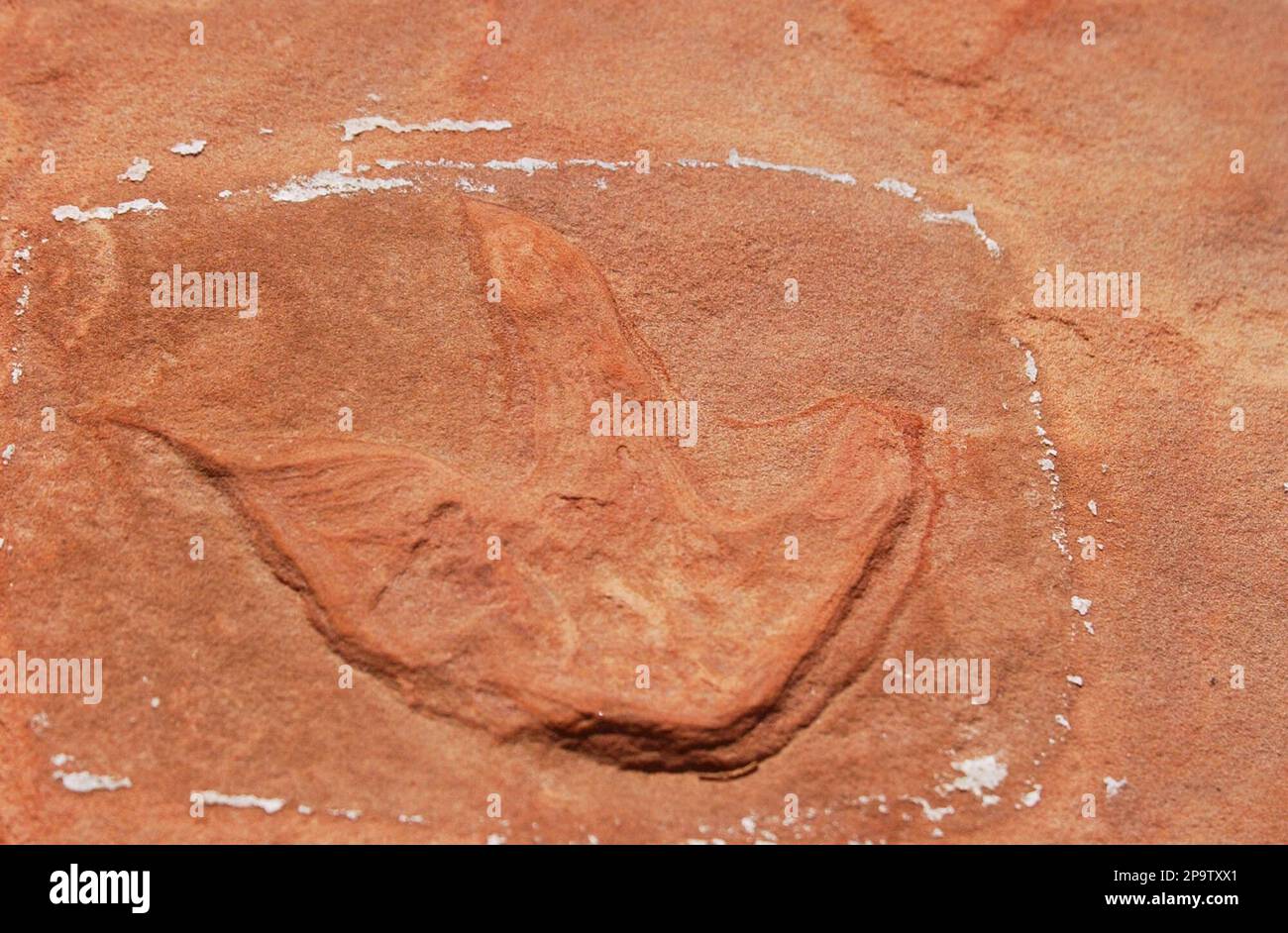 A dinosaur tracksite is photographed from air by helicopter on Friday ...