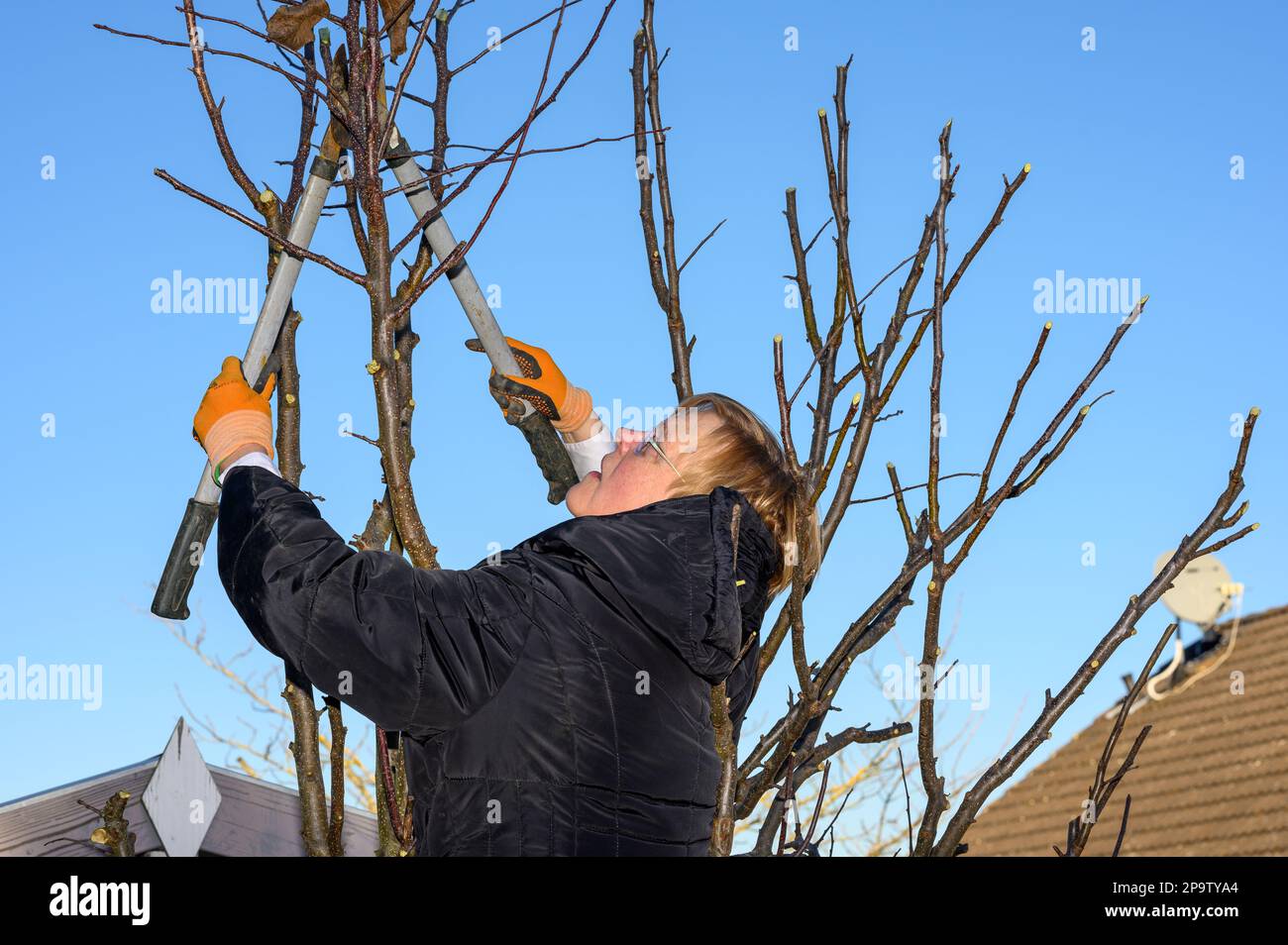 Old nature branch branches garden gardening tool hi-res stock ...