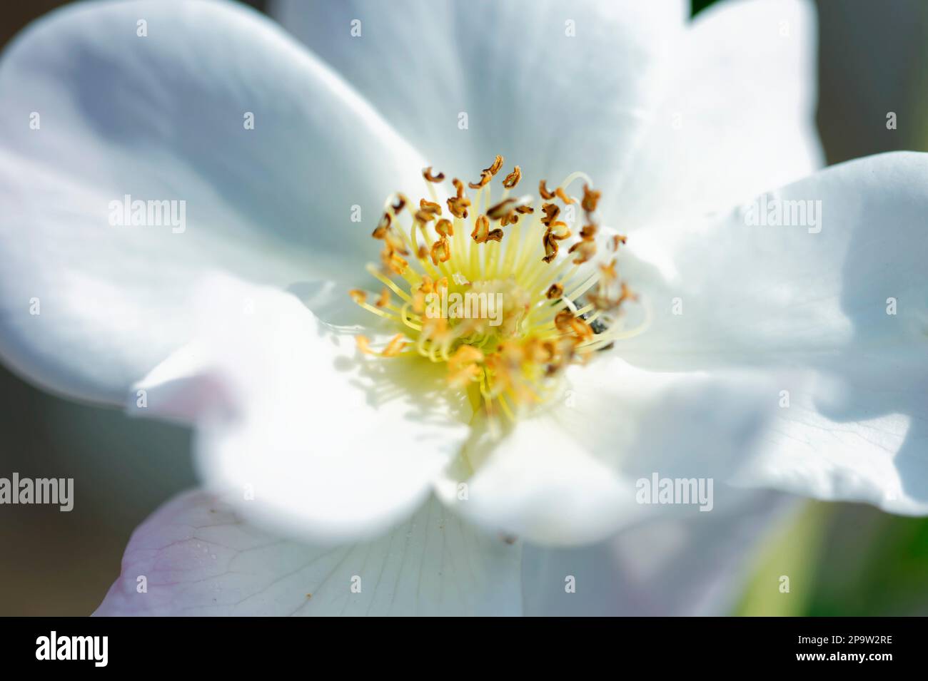 Close-up of a beautiful and tender Cherokee rose Rosa laevigata flower ...