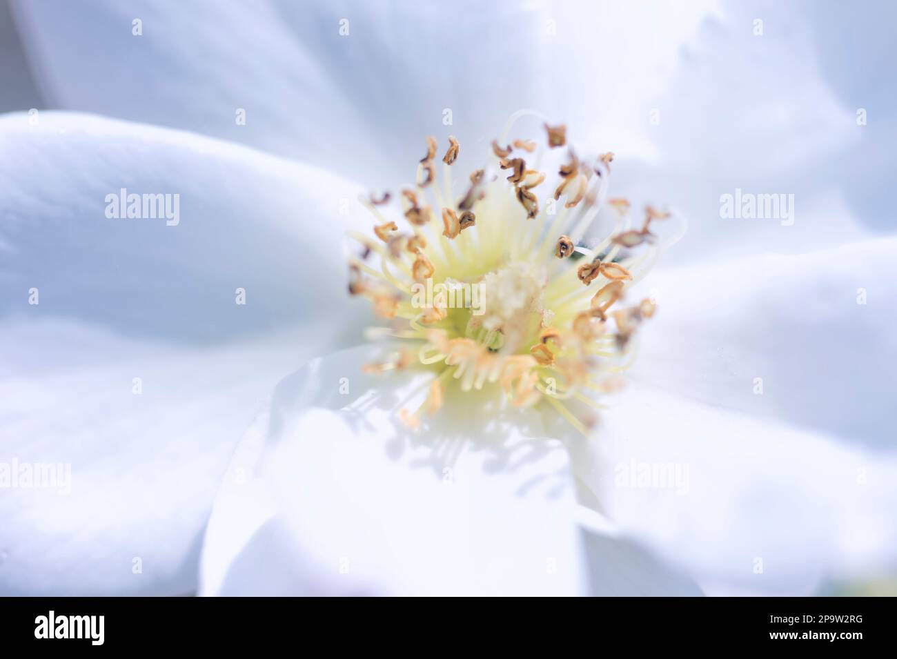 Close-up of a beautiful and tender Cherokee rose Rosa laevigata flower ...