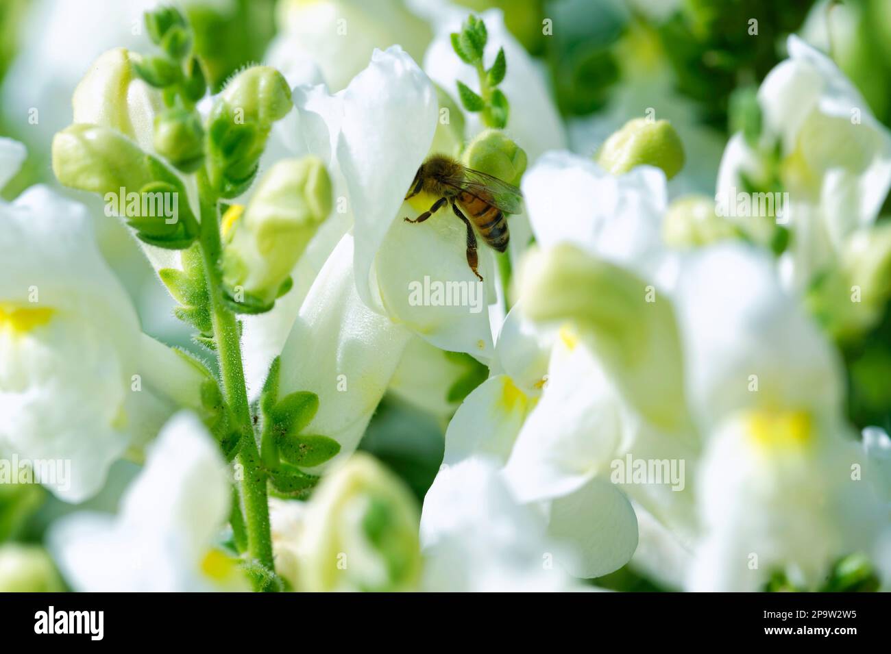 In a snapdragon flower hi-res stock photography and images - Alamy