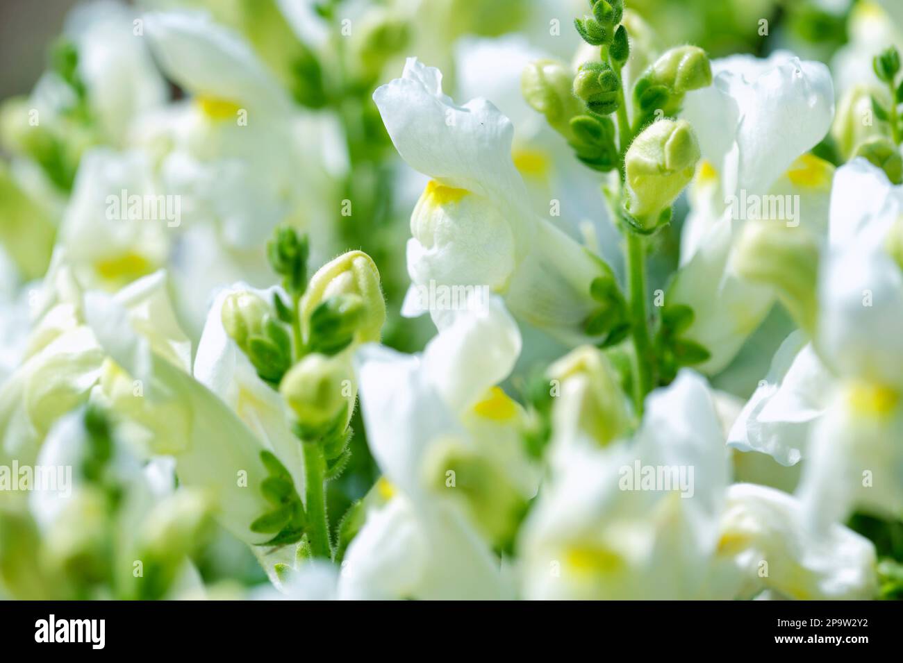 Rocket White Snapdragon Antirrhinum majus flowers in bloom Stock Photo ...