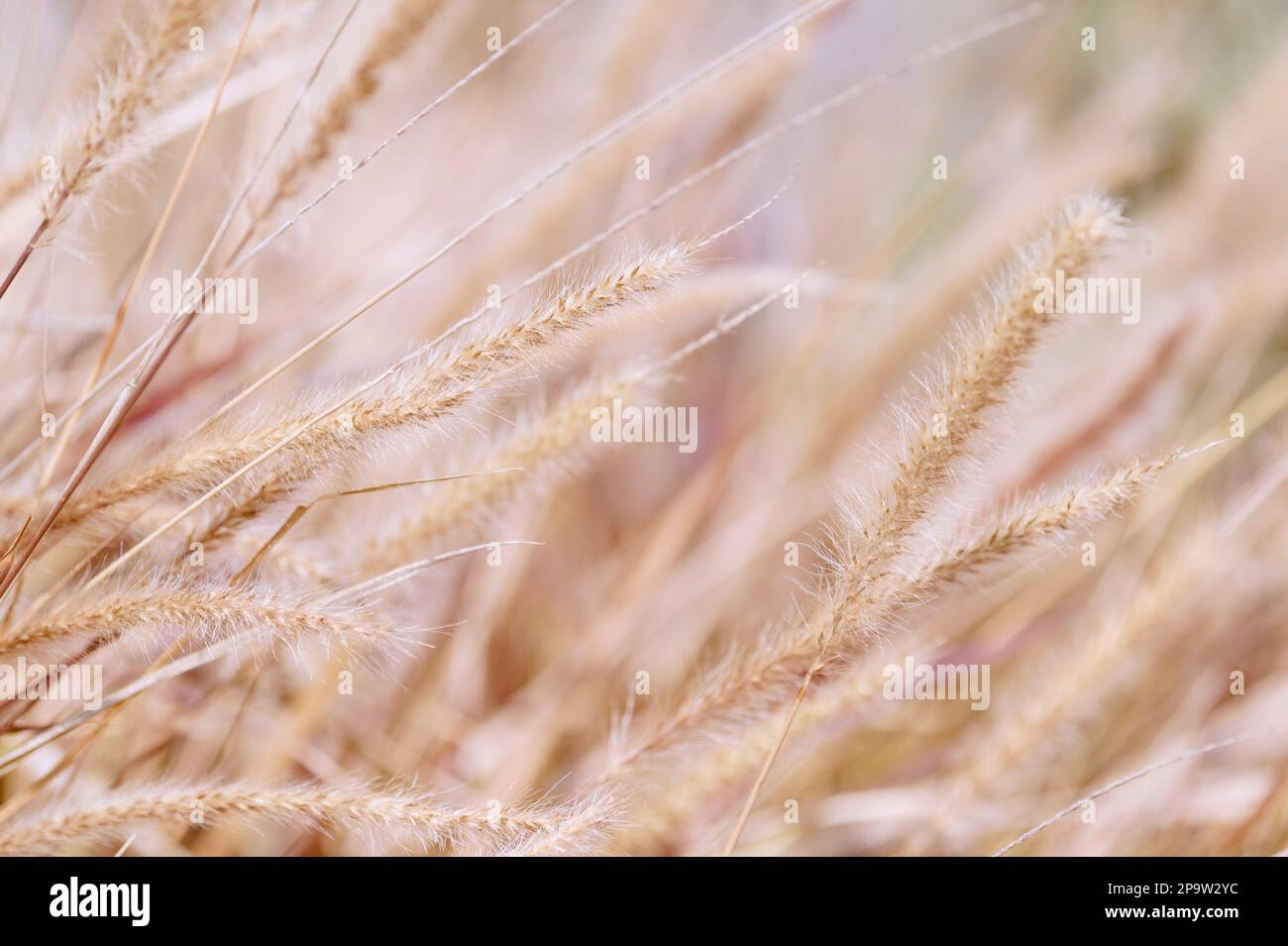 Photo background of dry foxtail Setaria Viridis ears and leaves Stock ...