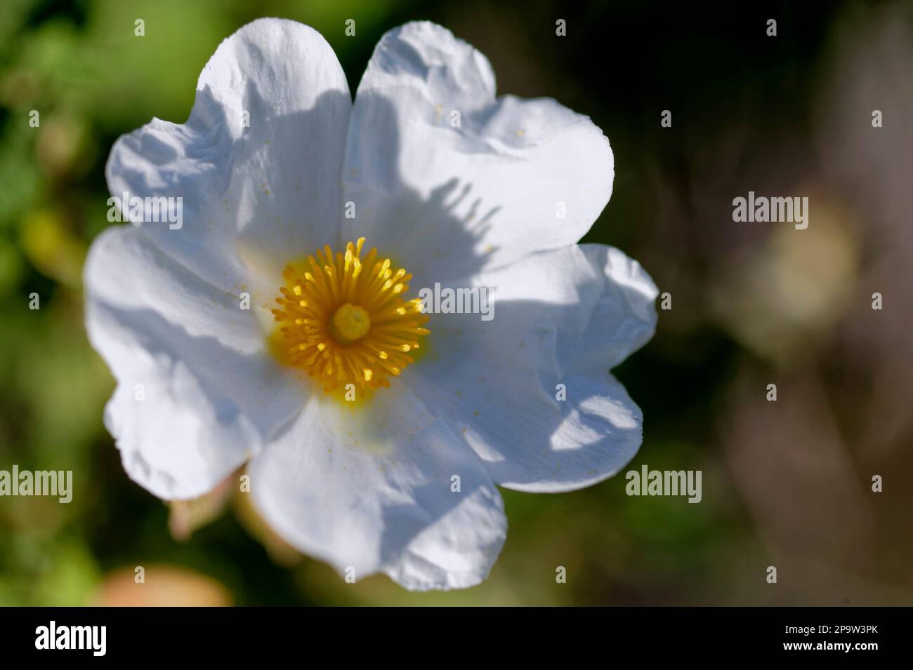 Flower fully open macro hi-res stock photography and images - Alamy