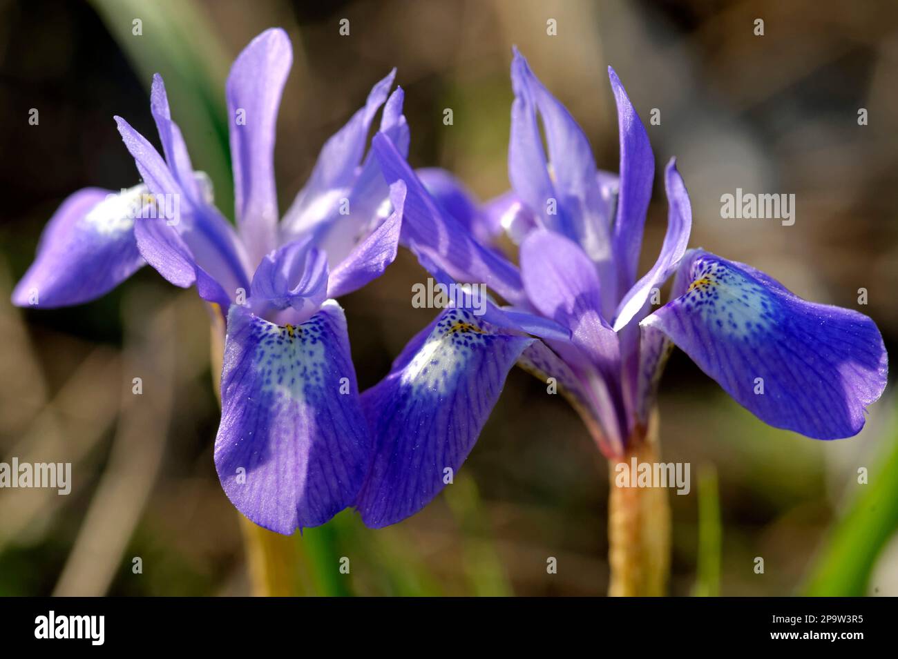 Wild iris flowers are basking in the rays of setting sun Stock Photo ...