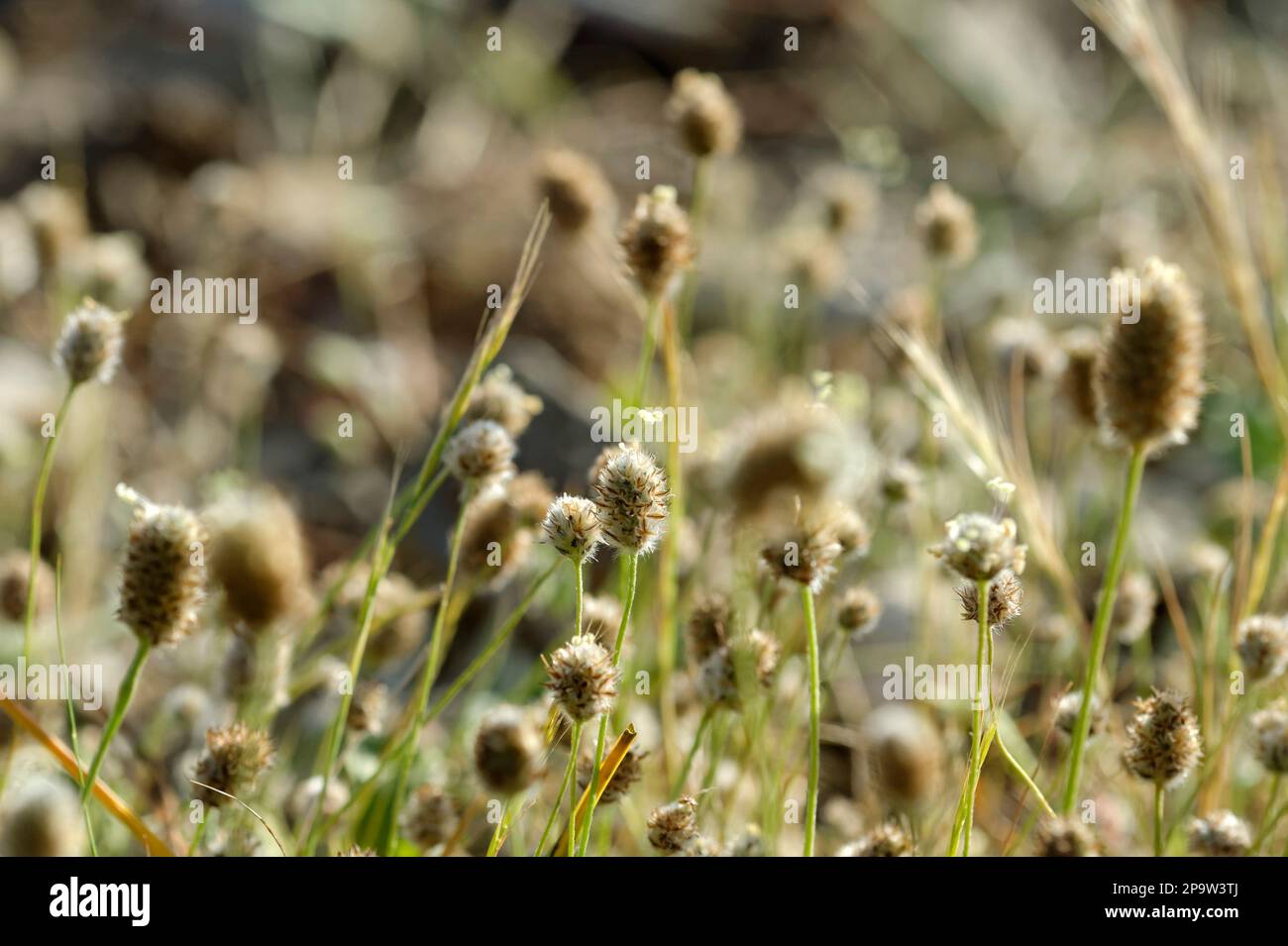 Ovate Plantain Plantago Ovata plants are basking in the rays of setting ...