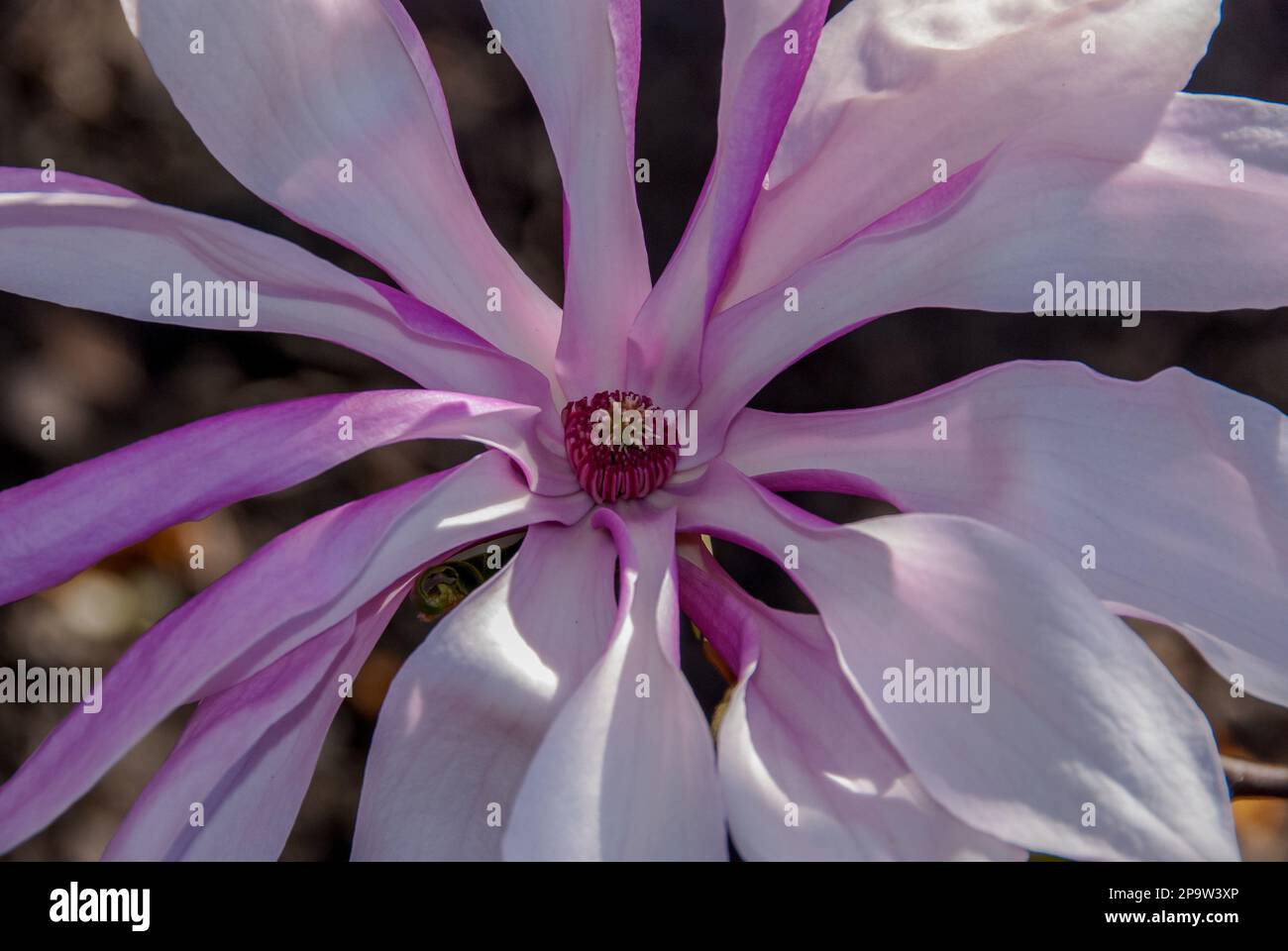 Magnolia flower center Stock Photo - Alamy