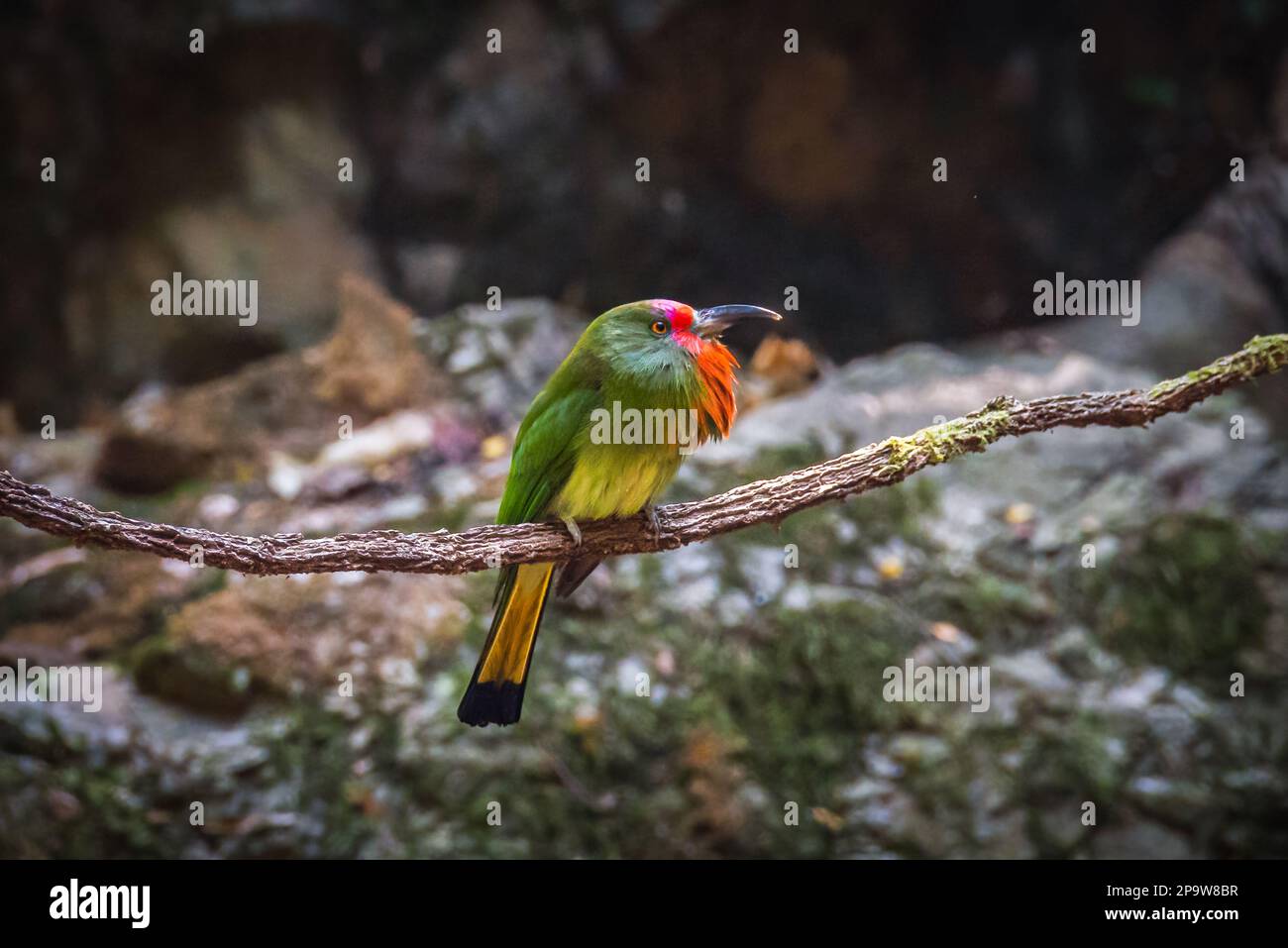 Identification characteristics hi-res stock photography and images - Alamy