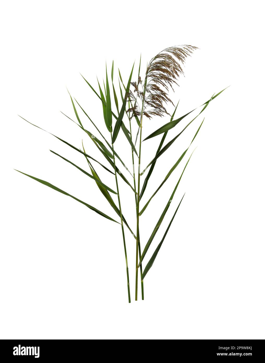 Beautiful reeds with lush green leaves and seed head on white ...