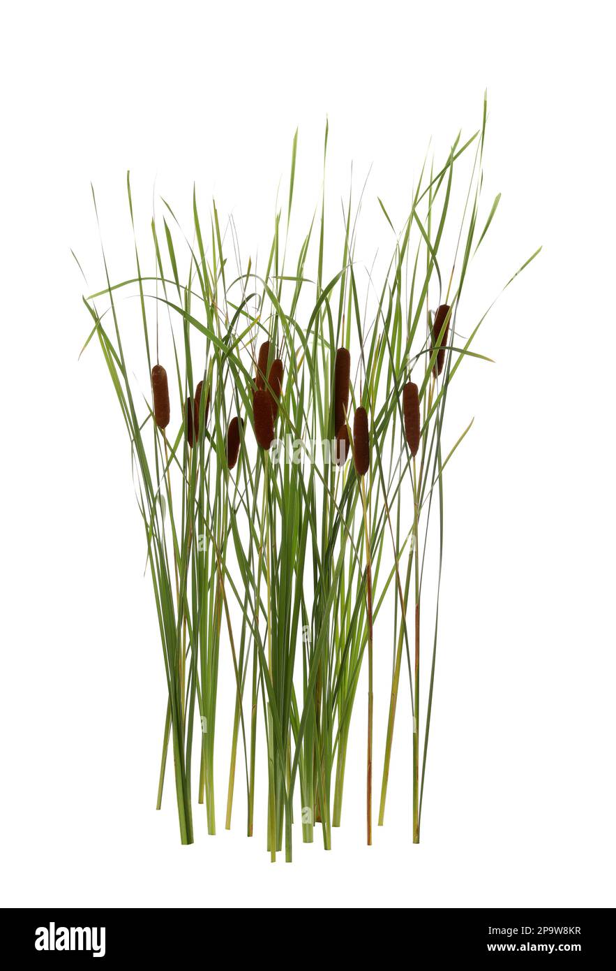 Beautiful reeds with catkins on white background Stock Photo - Alamy
