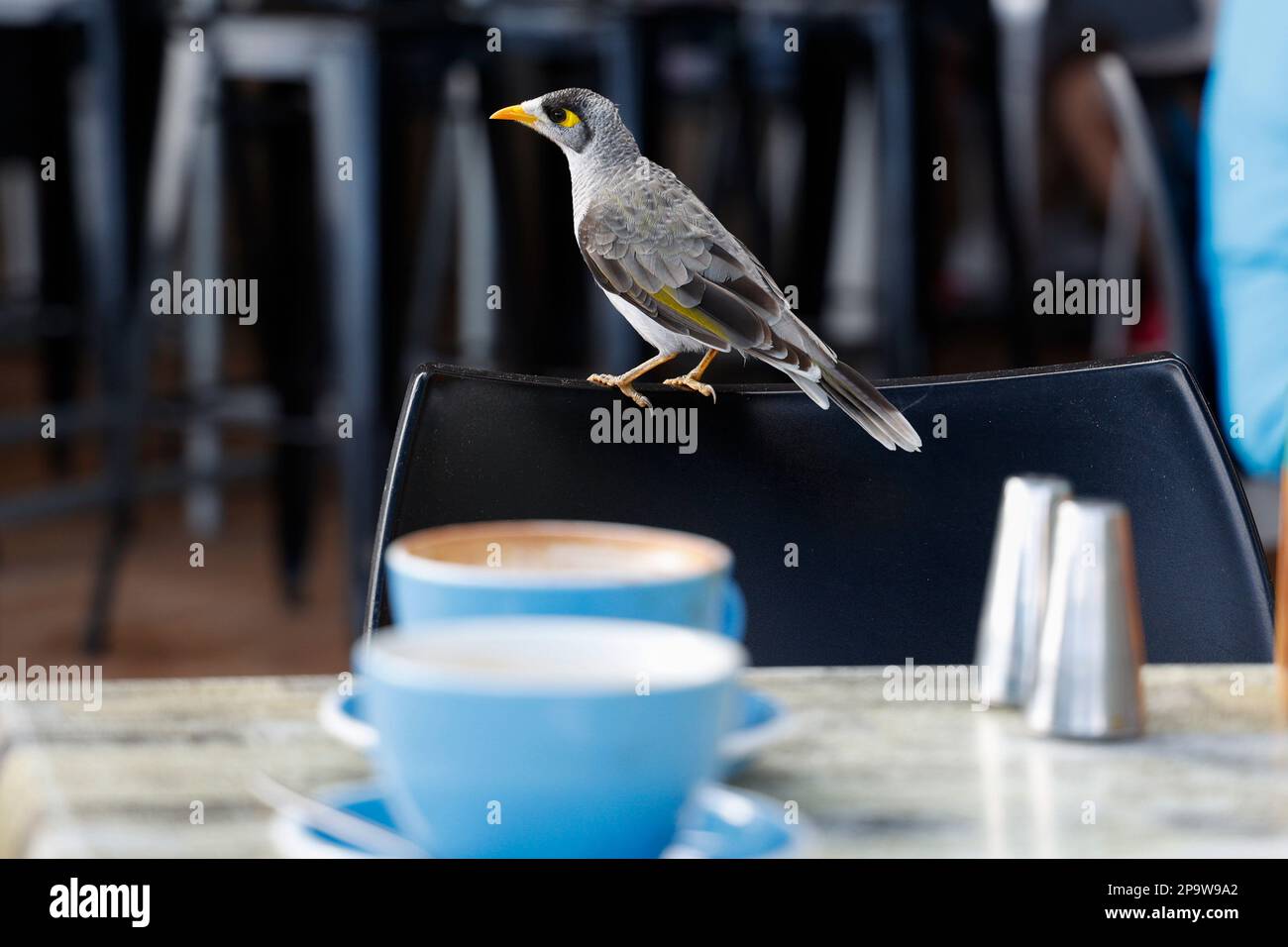 Australian Noisy Miner bird (Manorina melanocephala) sitting on chair ...