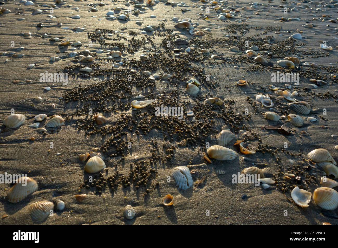 Shells and patterns made by soldier crabs on Shelly beach, Torquay ...