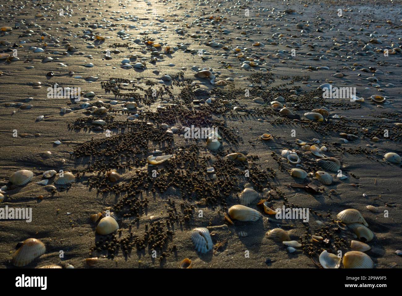 Shells and patterns made by soldier crabs on Shelly beach, Torquay ...