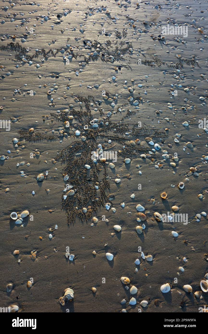 Shells and patterns made by soldier crabs on Shelly beach, Torquay ...