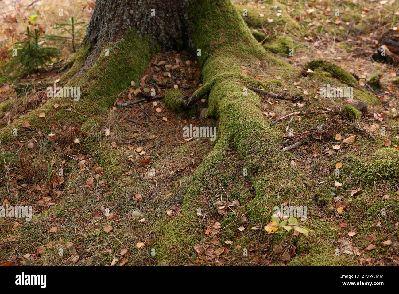 Tree roots covered with moss visible through soil in autumn forest ...