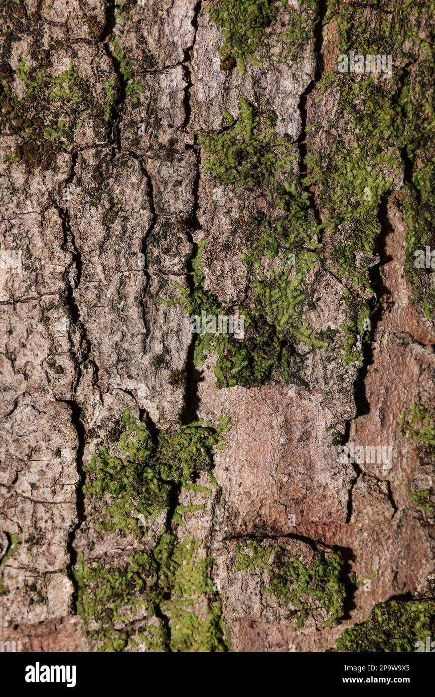 Moss on tree bark hi-res stock photography and images - Alamy