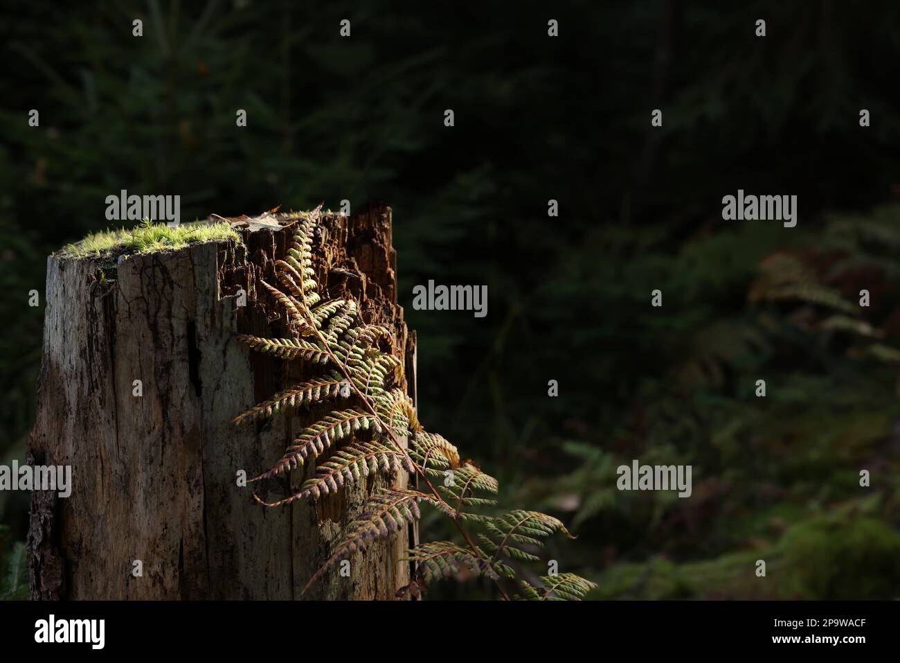 Beautiful fern and tree stump overgrown with green moss in forest ...