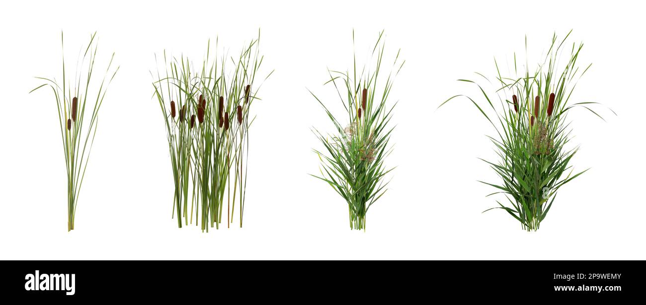 Set with beautiful green reed on white background. Banner design Stock ...