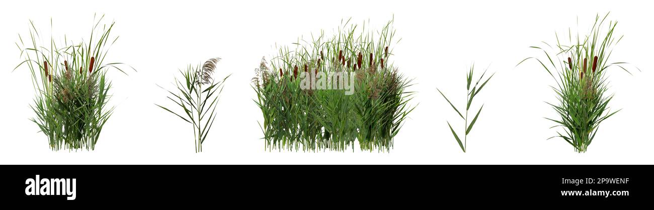 Set with beautiful green reed on white background. Banner design Stock ...