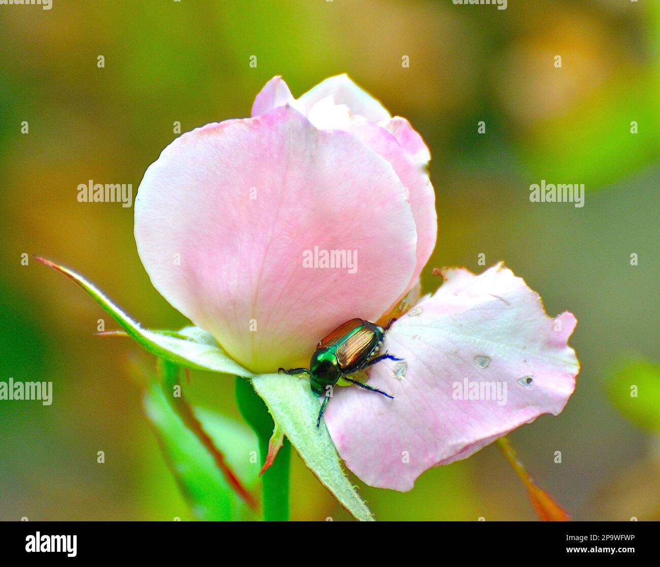 Close up of A destructive insect (Popillia japonica) perched on the tip ...