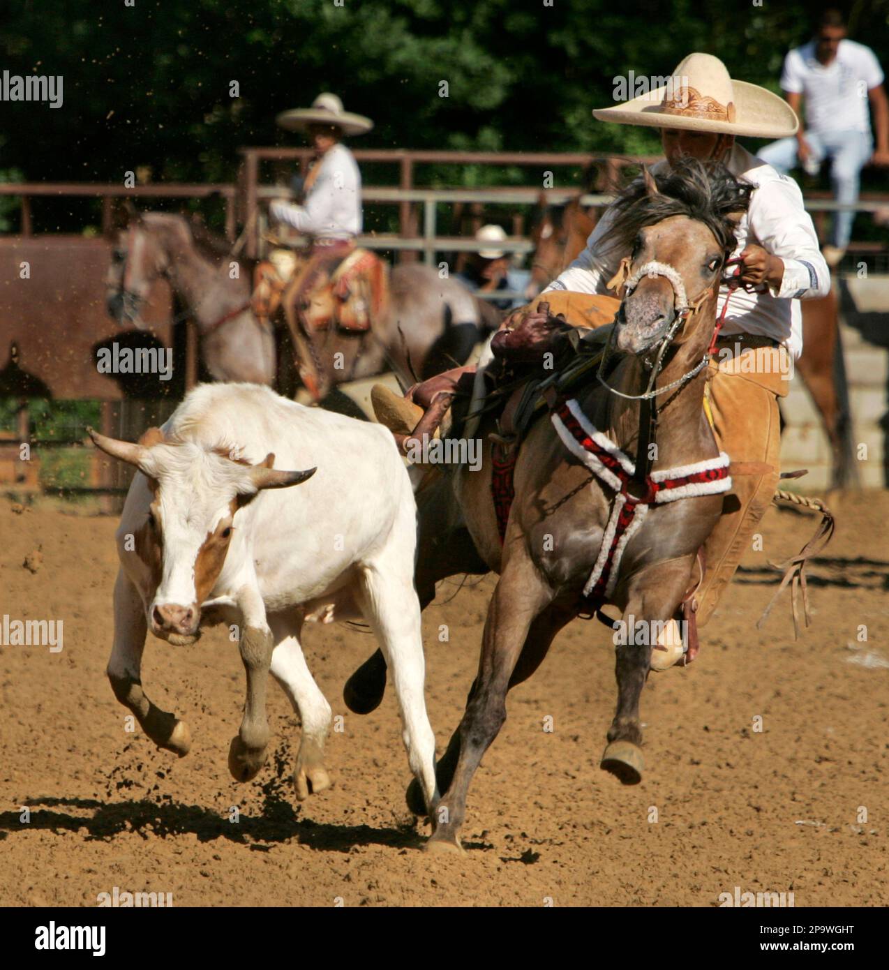 ** ADVANCE FOR SUNDAY, JULY 27 ** A Charro, or Mexican cowboy, attempts ...