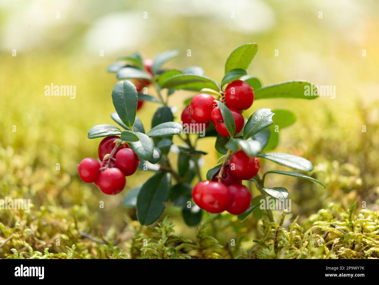 Foxberry farm hi-res stock photography and images - Alamy