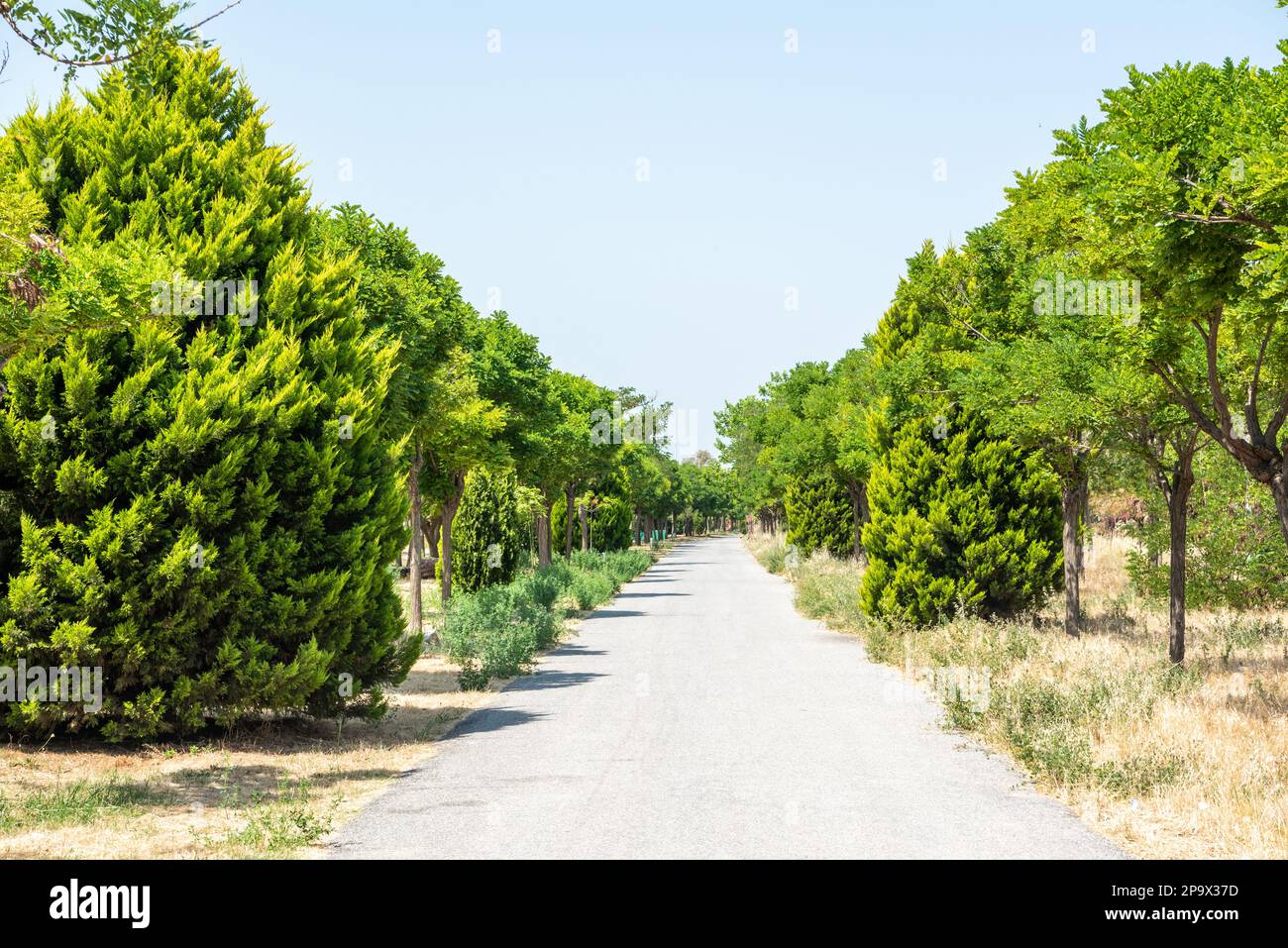 Pathway in Inciralti Kent Ormani forest park in Izmir, Turkey Stock ...