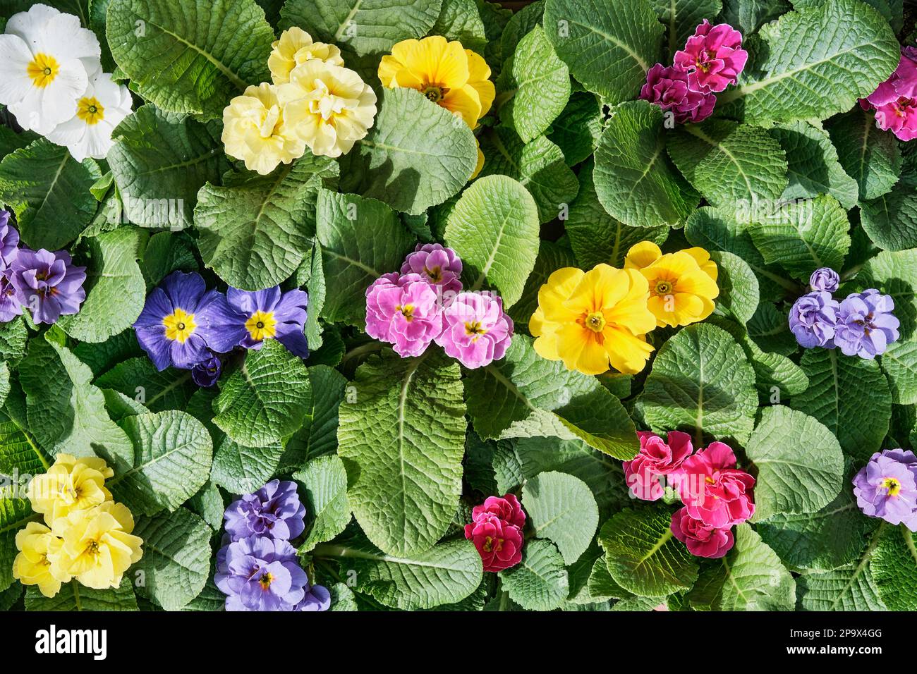 Colorful multi colored Primula vulgaris bloms. Bright floral summer ...