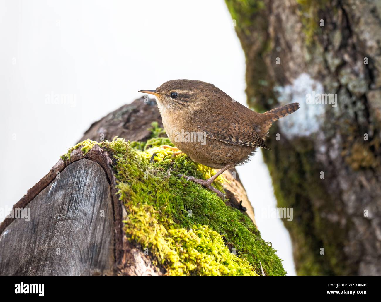 Wren on moss covered branch, Teifi Marshes, Cardigan, Wales Stock Photo ...