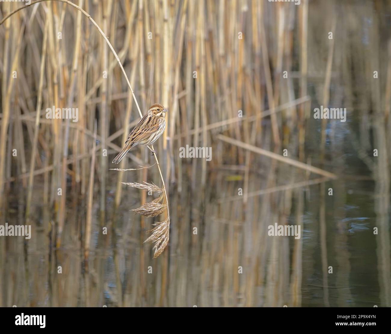 Reed bunting wales hi-res stock photography and images - Alamy