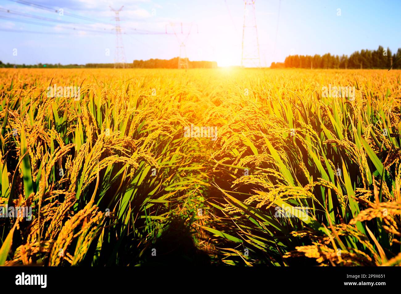 The autumn rice fields Stock Photo - Alamy