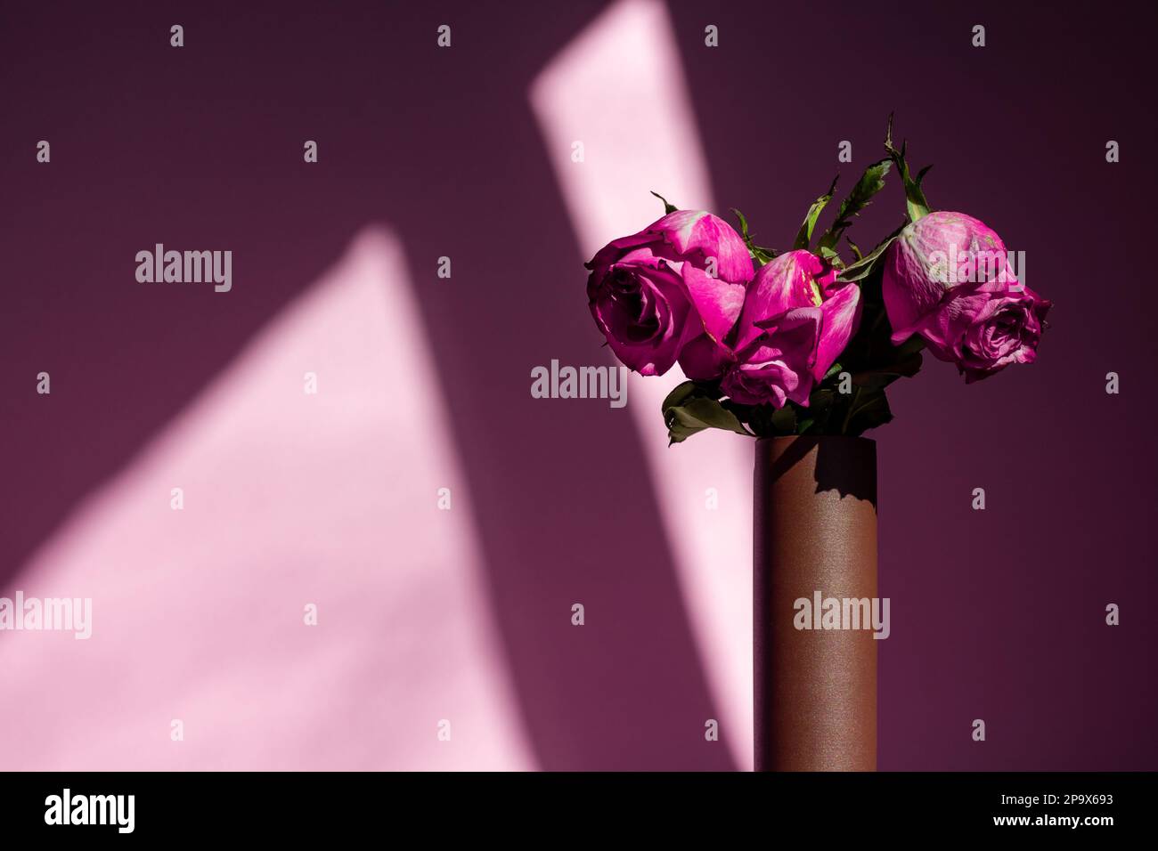 Wilted pink roses in a vase on barbie pink background. Barbiecore trend ...