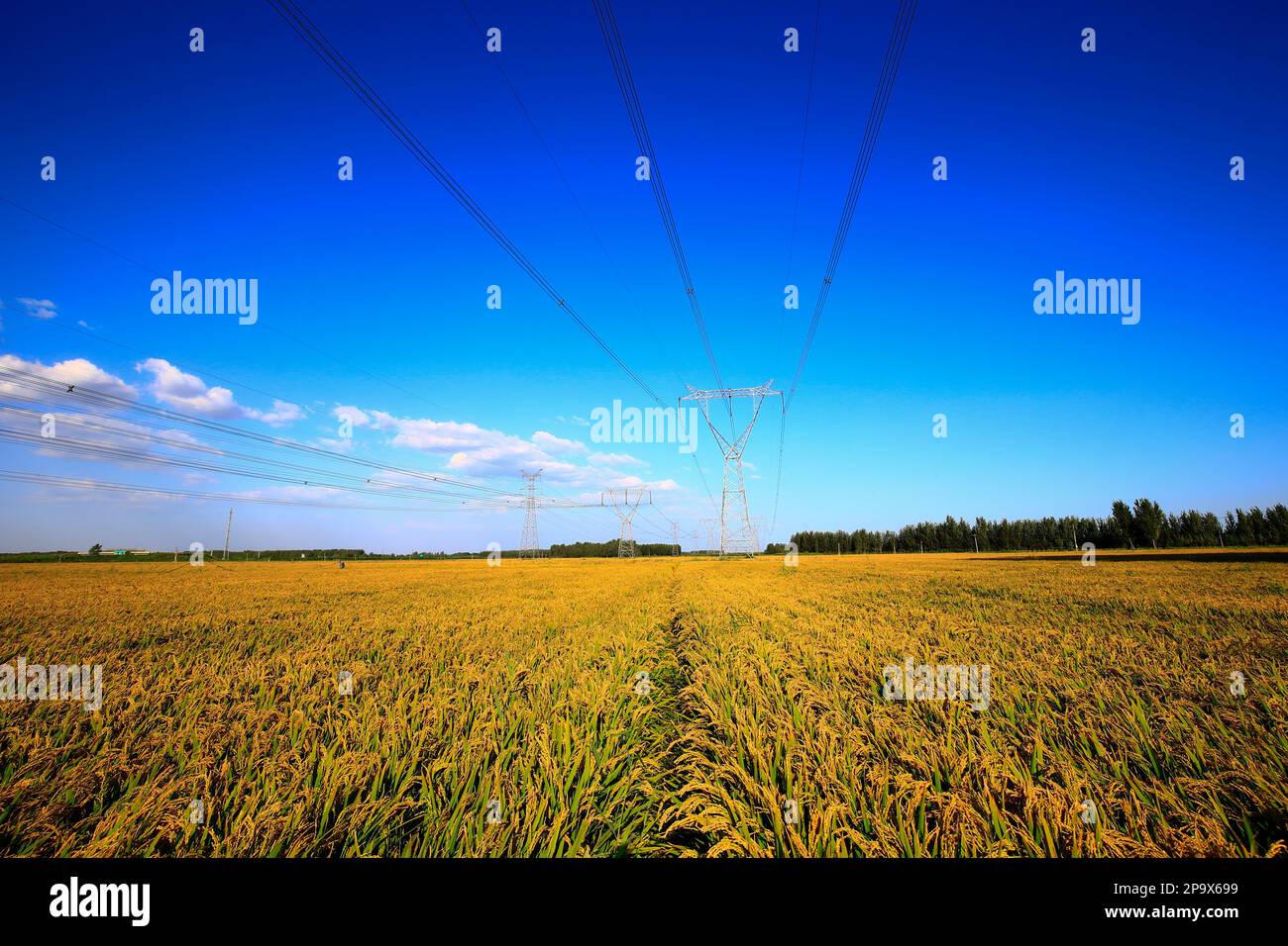 The autumn rice fields Stock Photo - Alamy