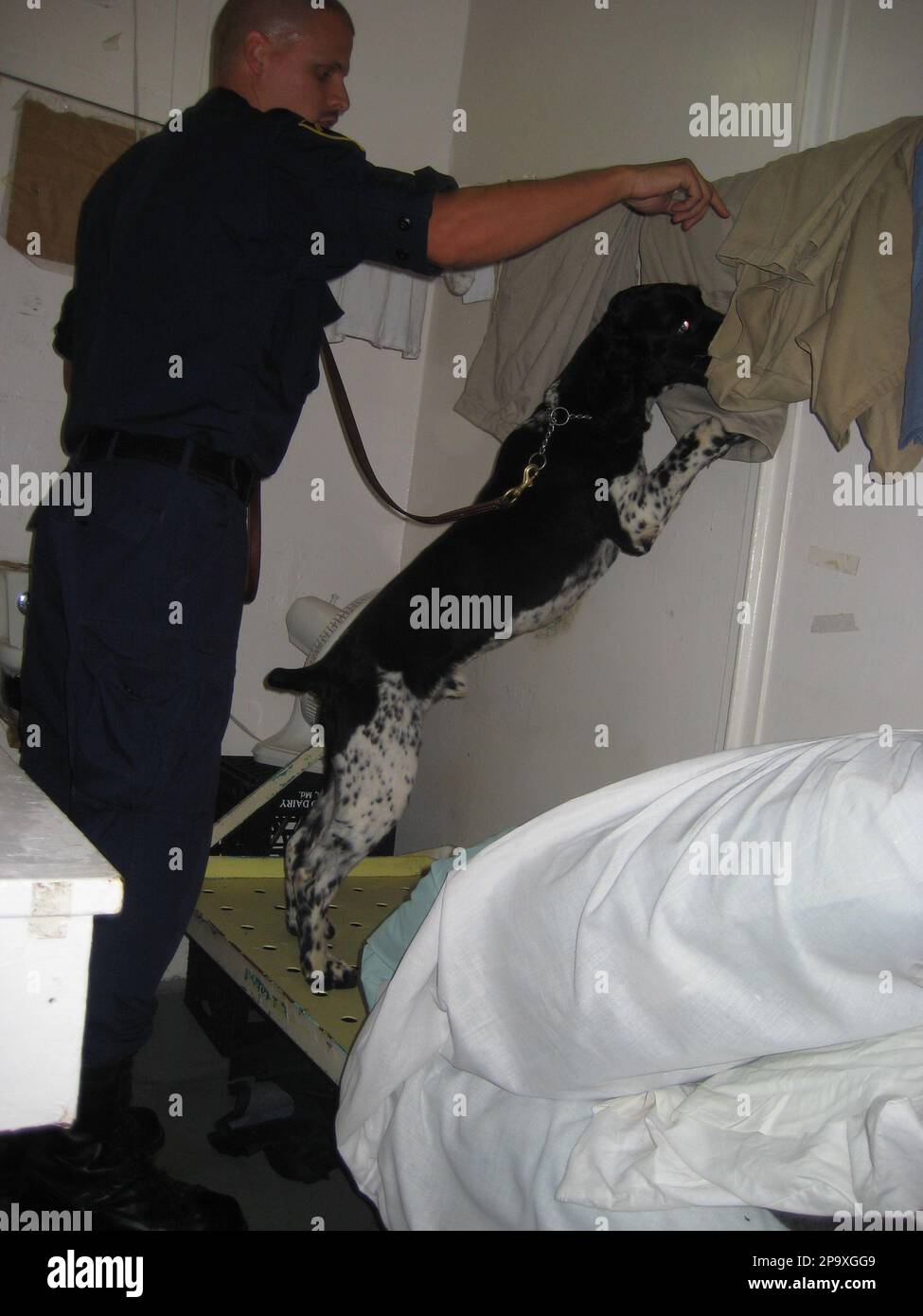 Tazz, a 5-year-old springer spaniel trained to search prison cells for ...