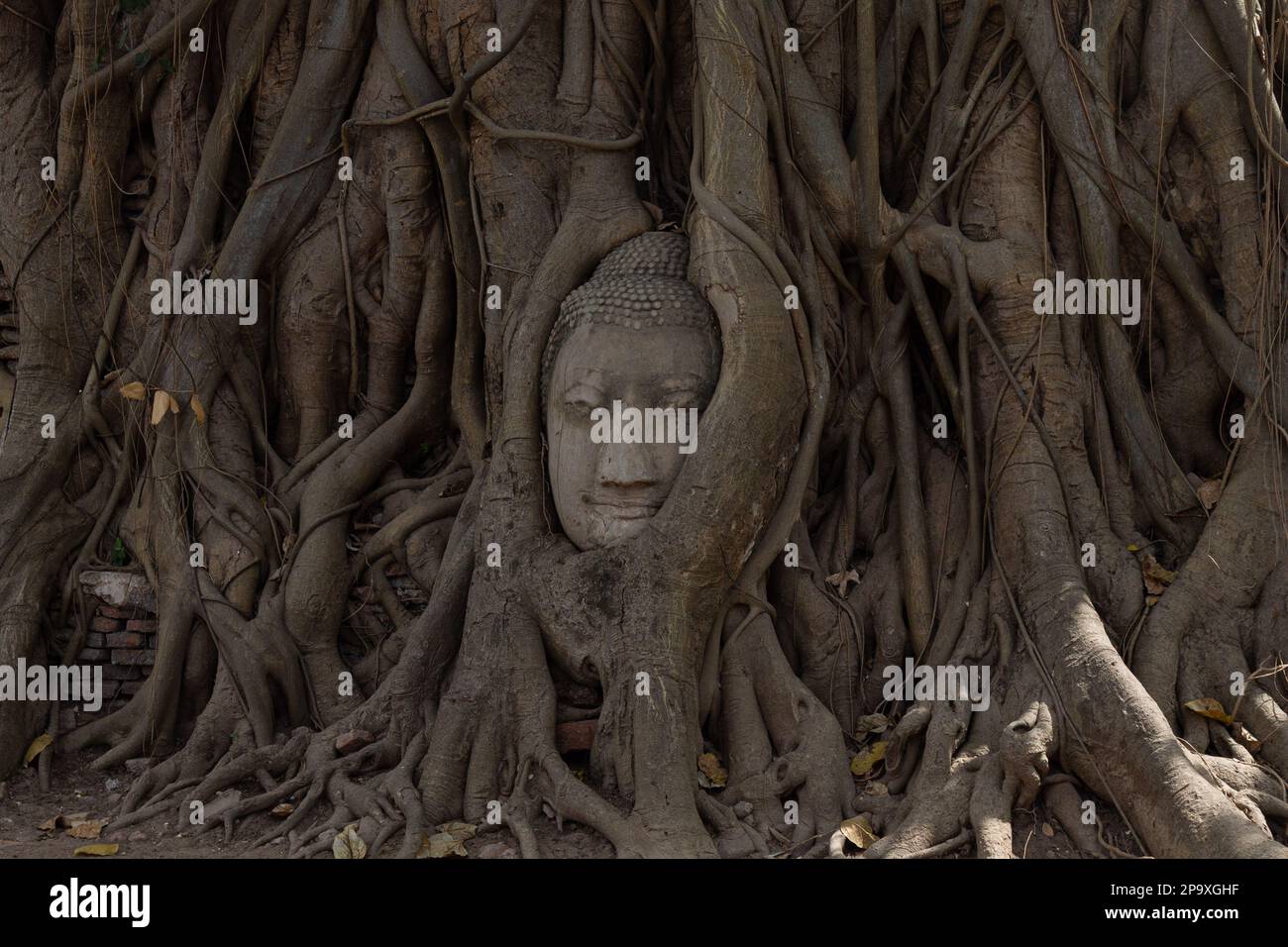 Buddha head in the tree hi-res stock photography and images - Alamy