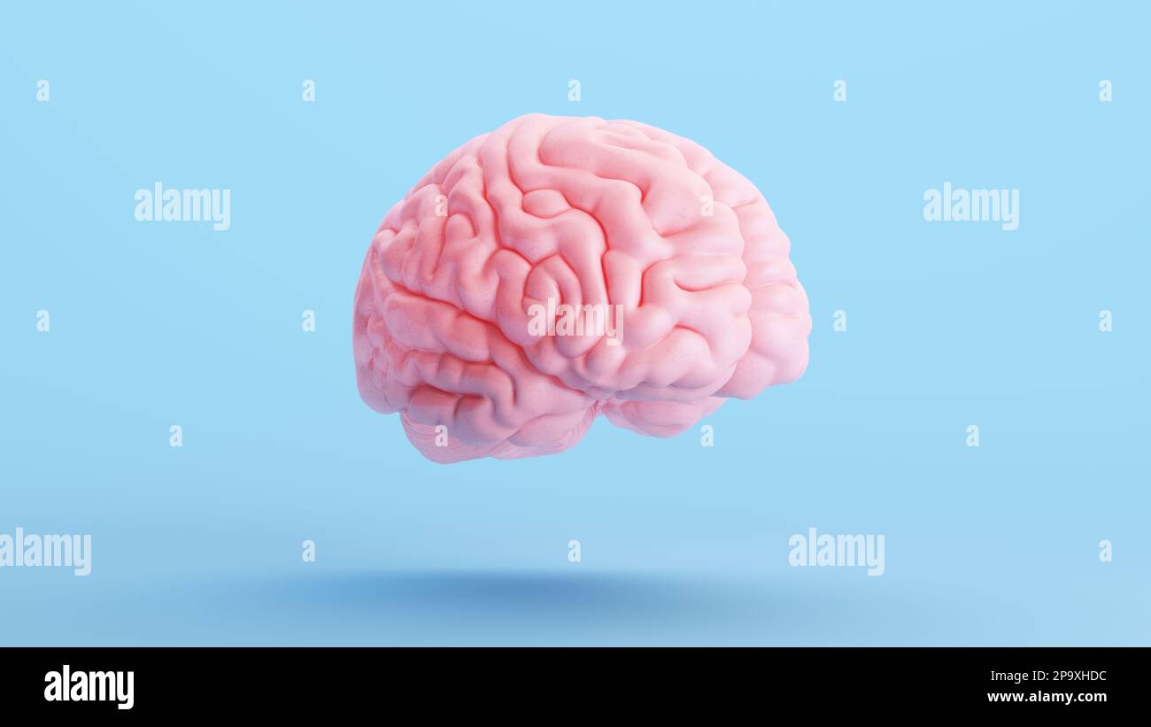 Pink Brain Anatomy Mind Intelligence Medical Organ Science Blue ...