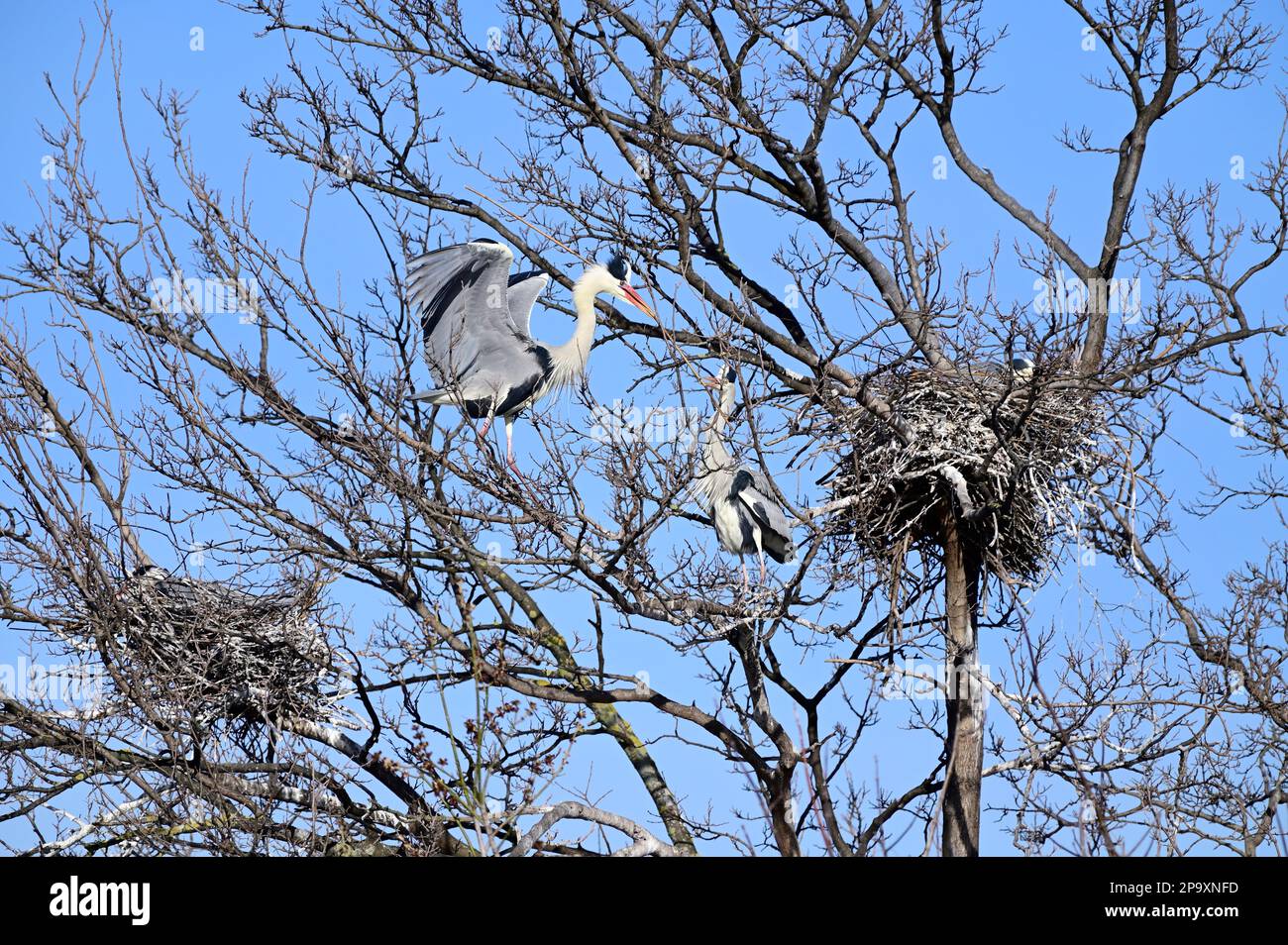 Vienna, Austria. Gray Heron (Ardea cinerea) family building a nest ...