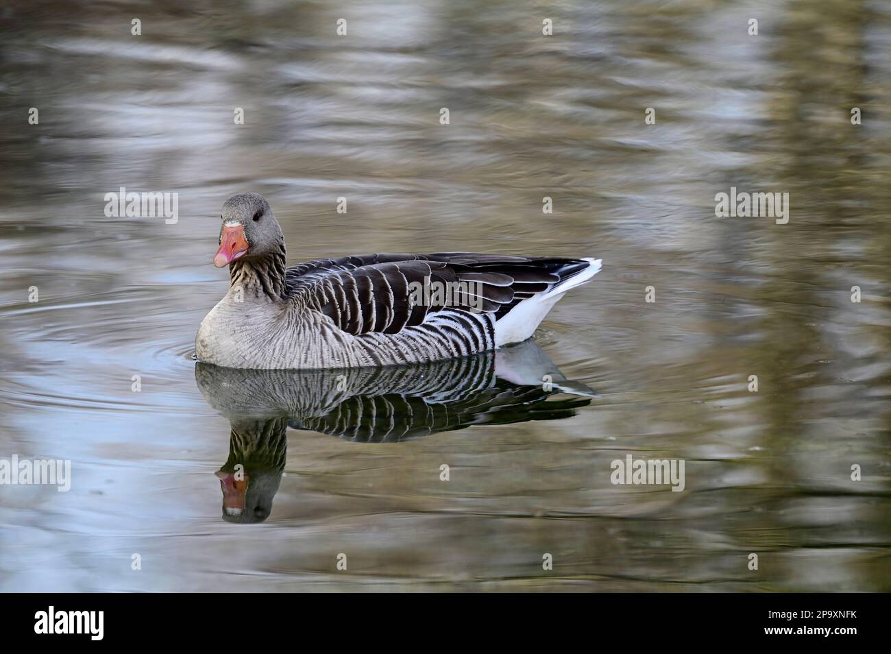 Vienna, Austria. Gray duck (Anas gracilis) swims in the water Stock ...
