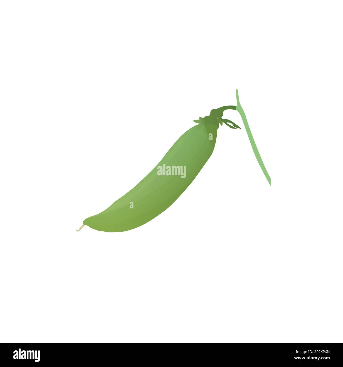 green peas Vector image. Isolate on a white background Stock Vector ...